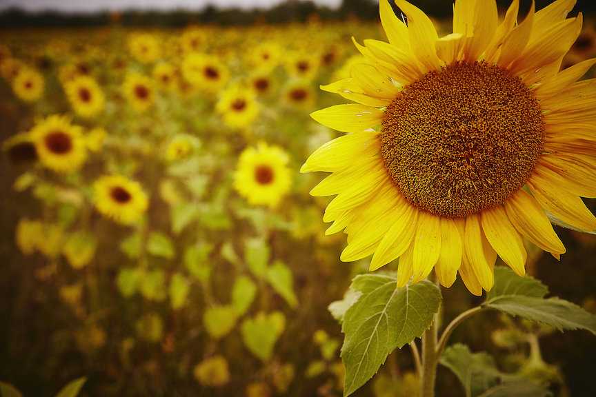 AgriLife Studios Photo Portfolio